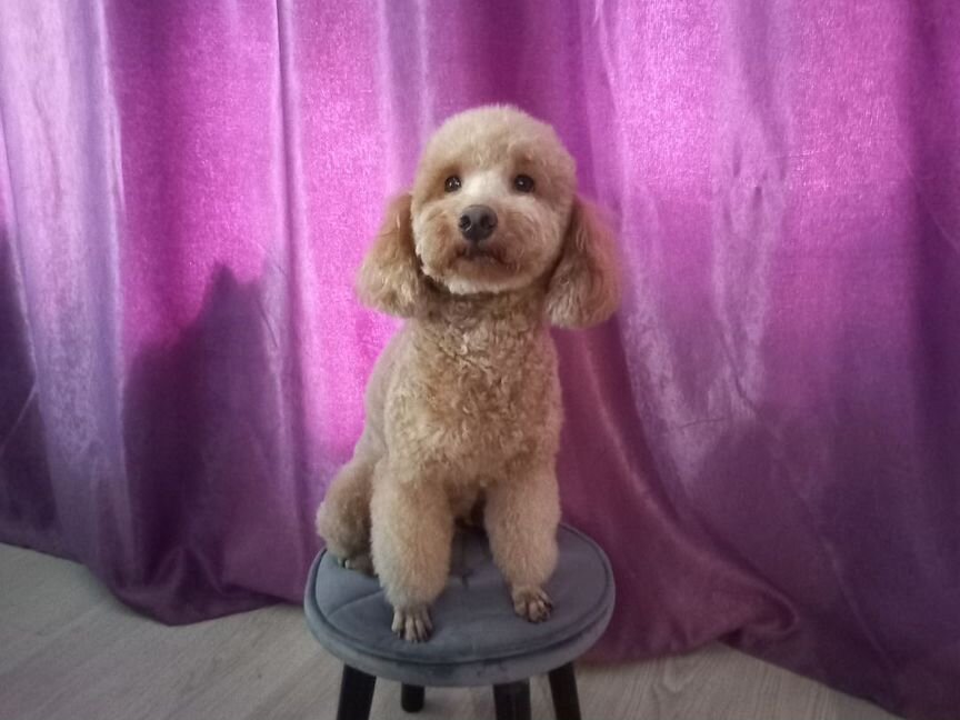 Вязка, Карликовый пудель