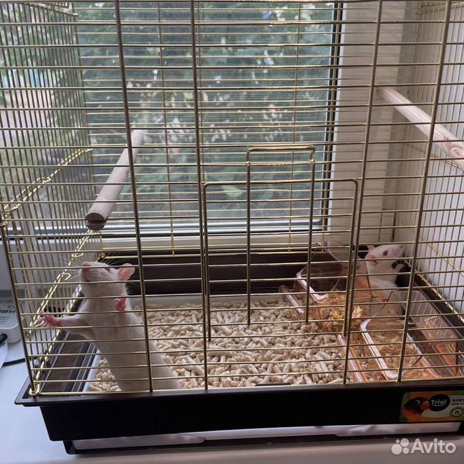 Крыса альбинос