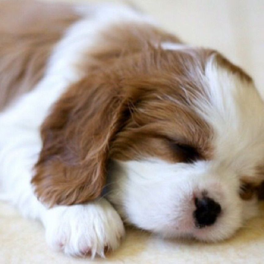 Кавалер кинг-чарльз-спаниель, щенок