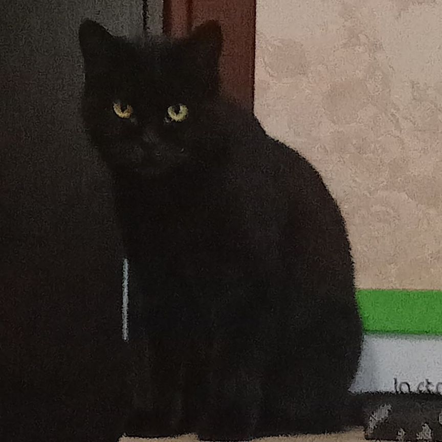 Кошечка британка