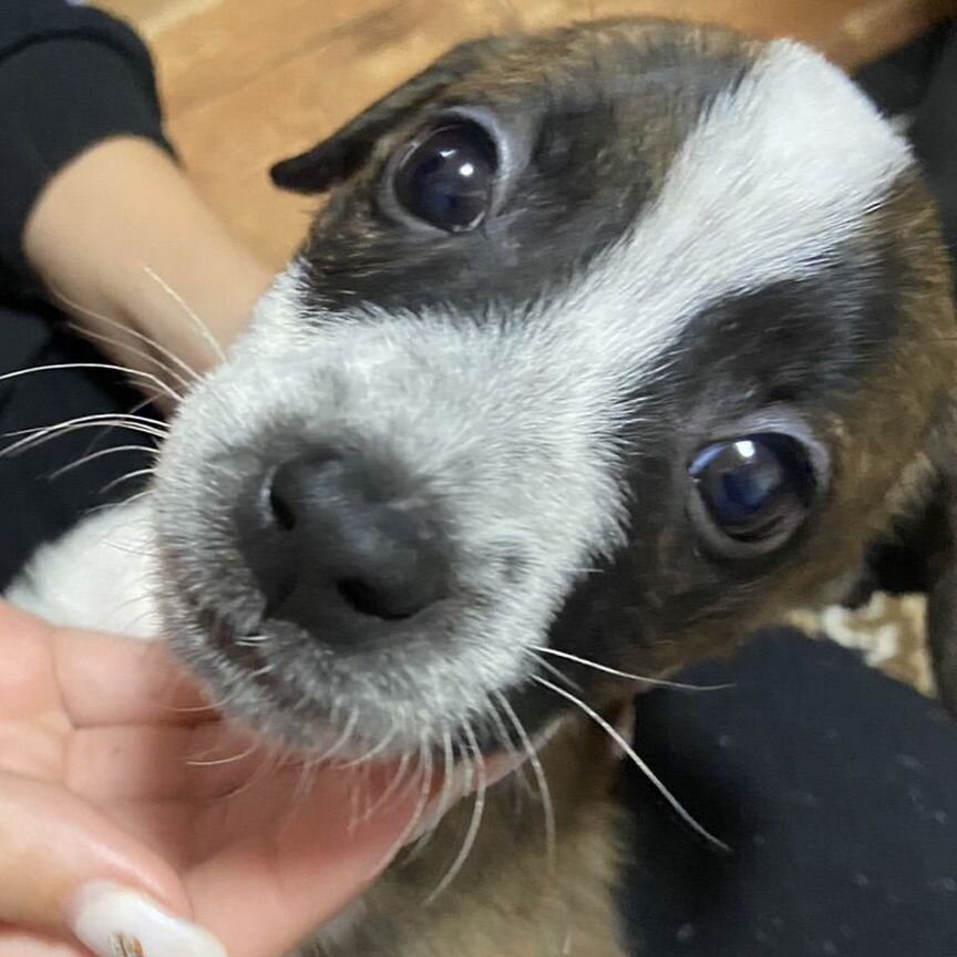 Алиментный щенок стаффордширский терьер