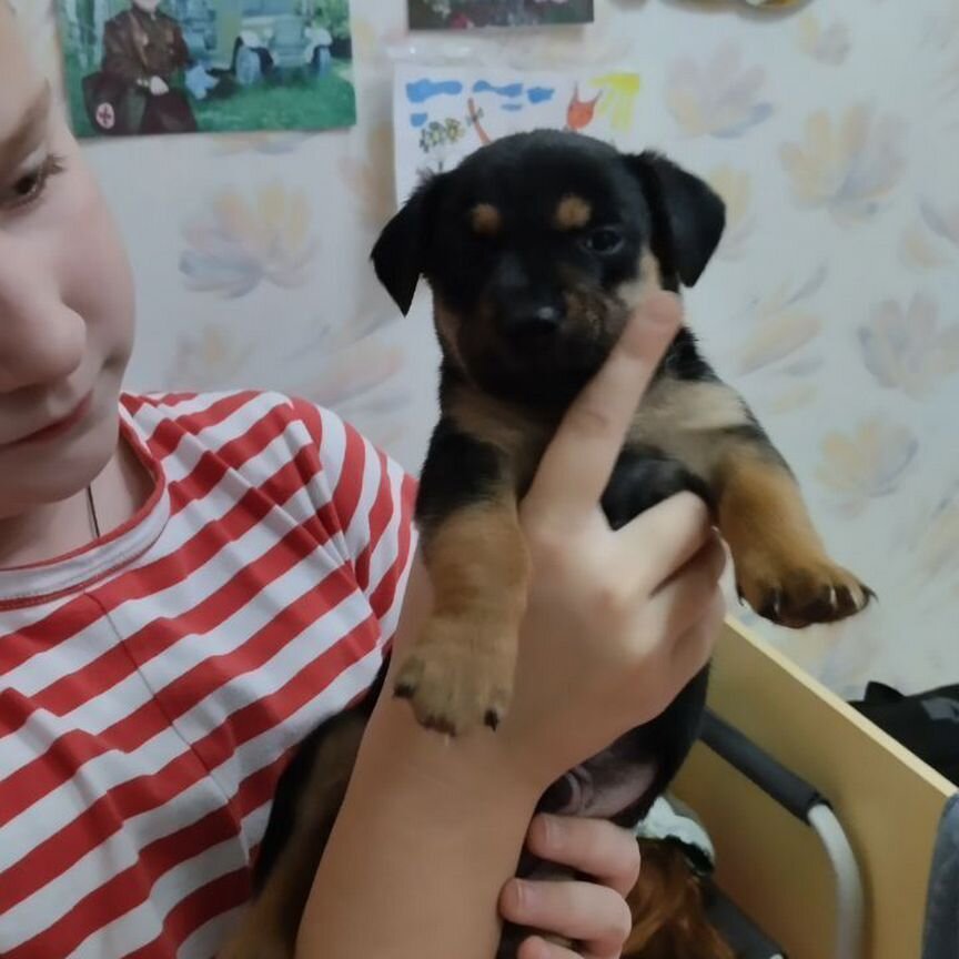 Щенок в добрые руки за шоколадку