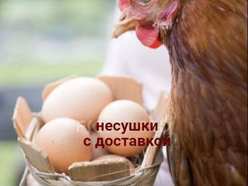 Куры фермерские