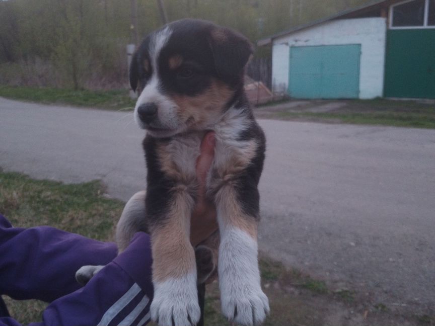 Собака в добрые руки щенок мальчик ищем дом