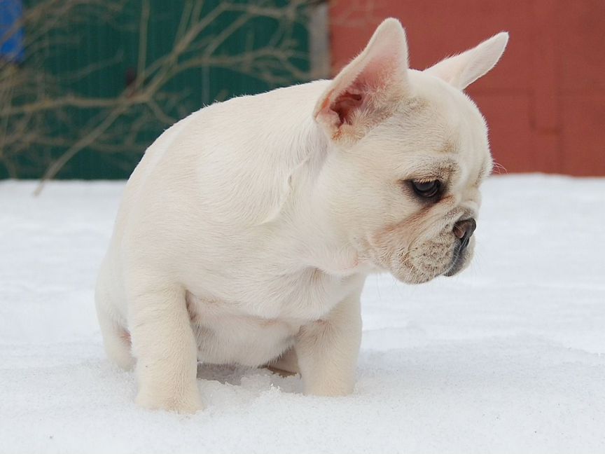 Французский бульдог крем брюле