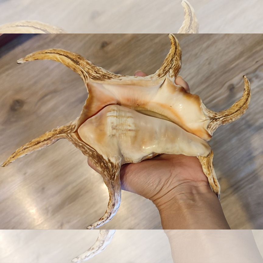 Харпаго морская раковина 26*19