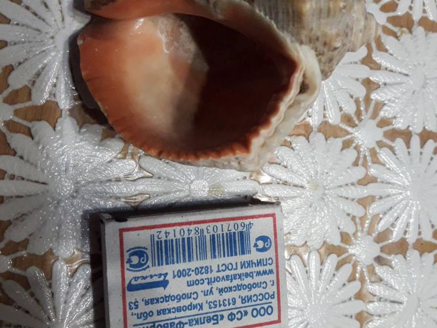 Раковины рапаны