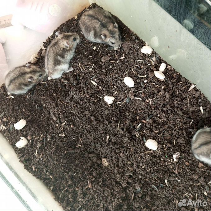 Хомячки джунгарики мальчики и девочки