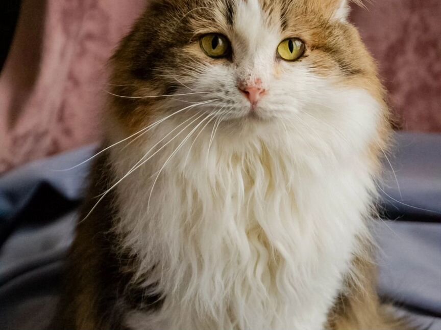Ласковый котик в добрые руки