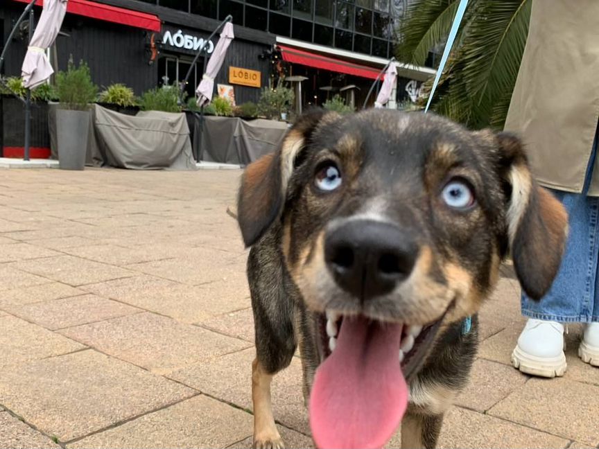 Щенок с космическими глазами в добрые руки