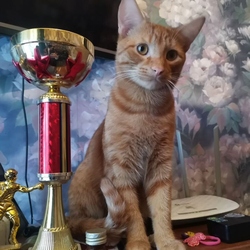 Шикарный котенок