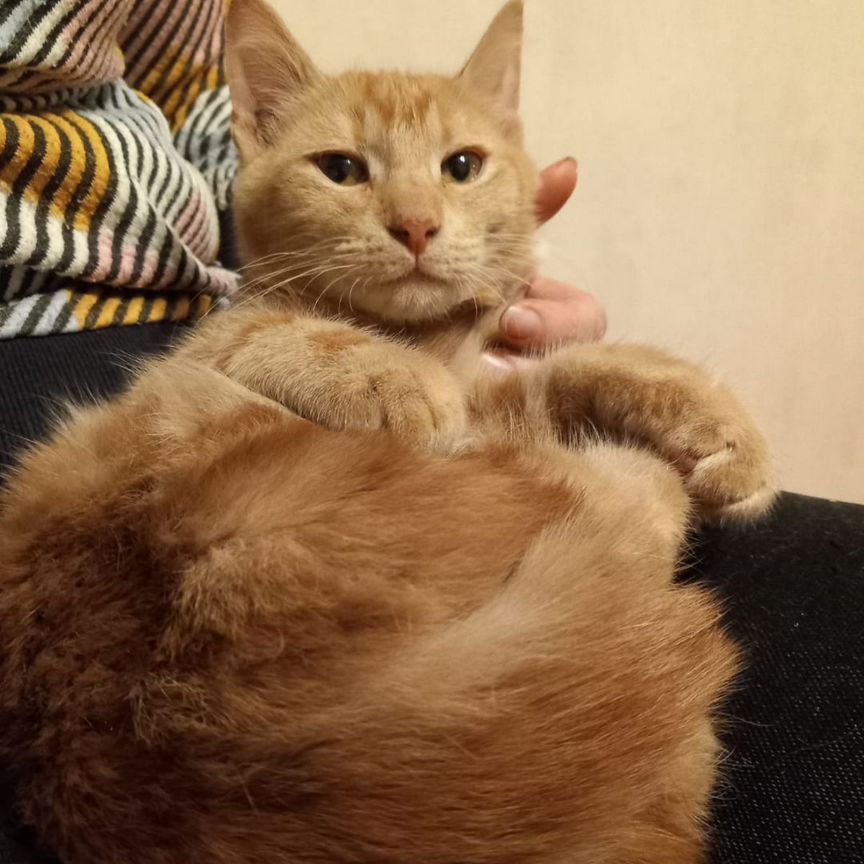 Рыжий котёнок 4 месяца
