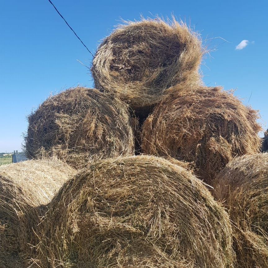 Сено люцерны в тюках