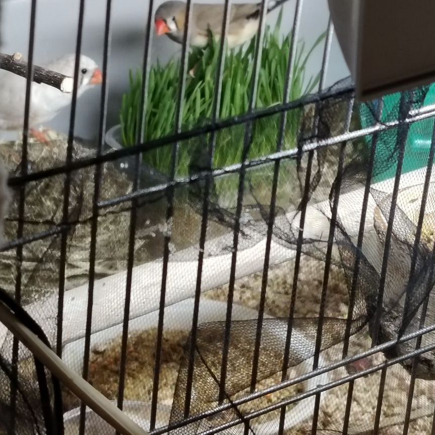 Зебровые амадины, молодняк