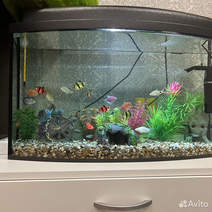 Аквариум 55 литров, со всем содержимым включая рыб