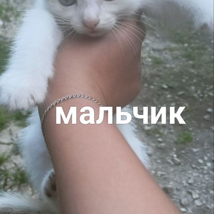 Отдам котят в добрые руки