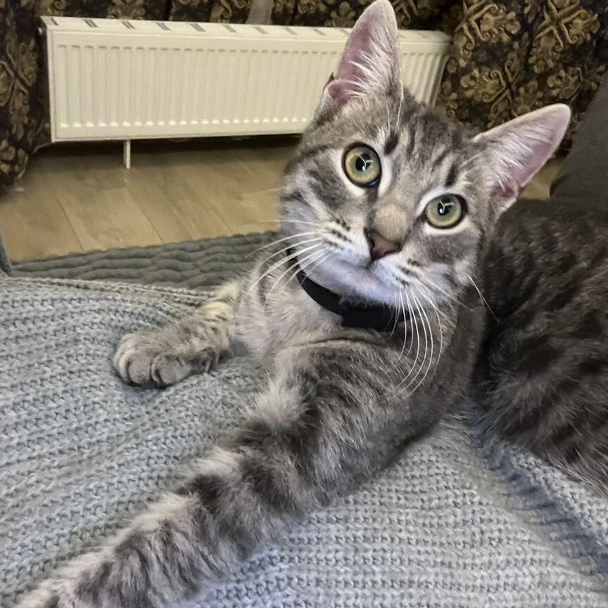 Котик Мерфи