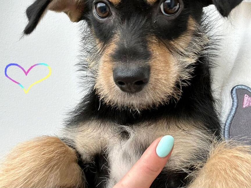 Щенок девочка 4 месяца