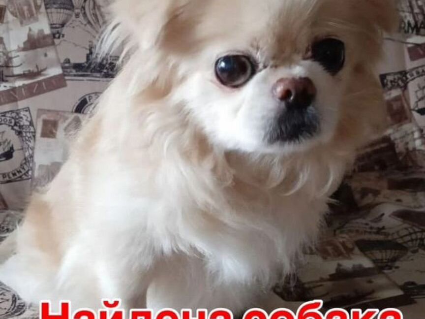 Маленькая собака