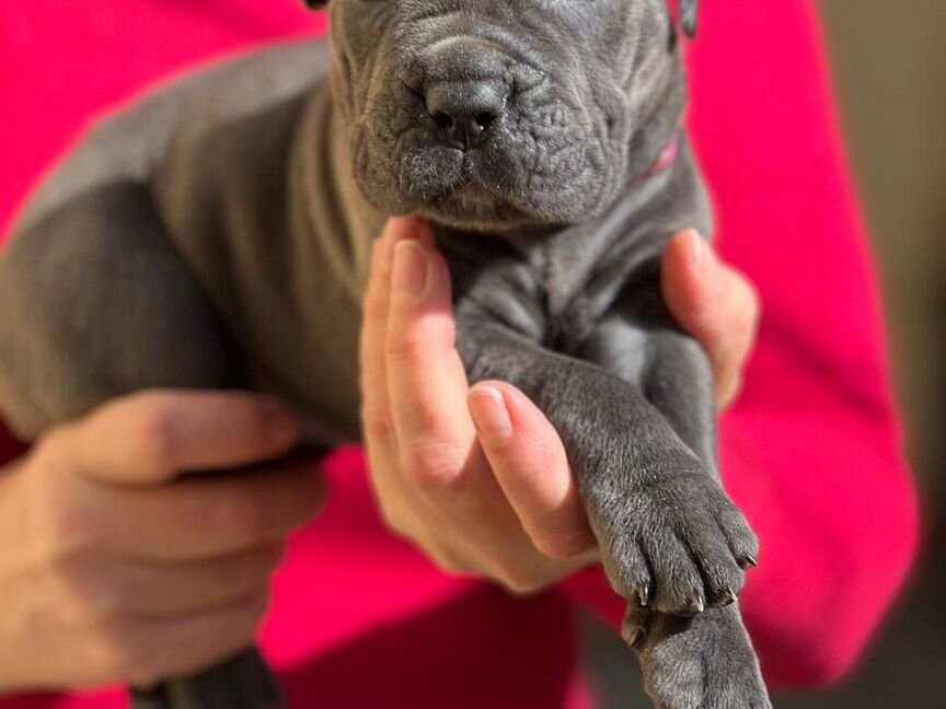 Щенок Кане-Корсо, серого окраса