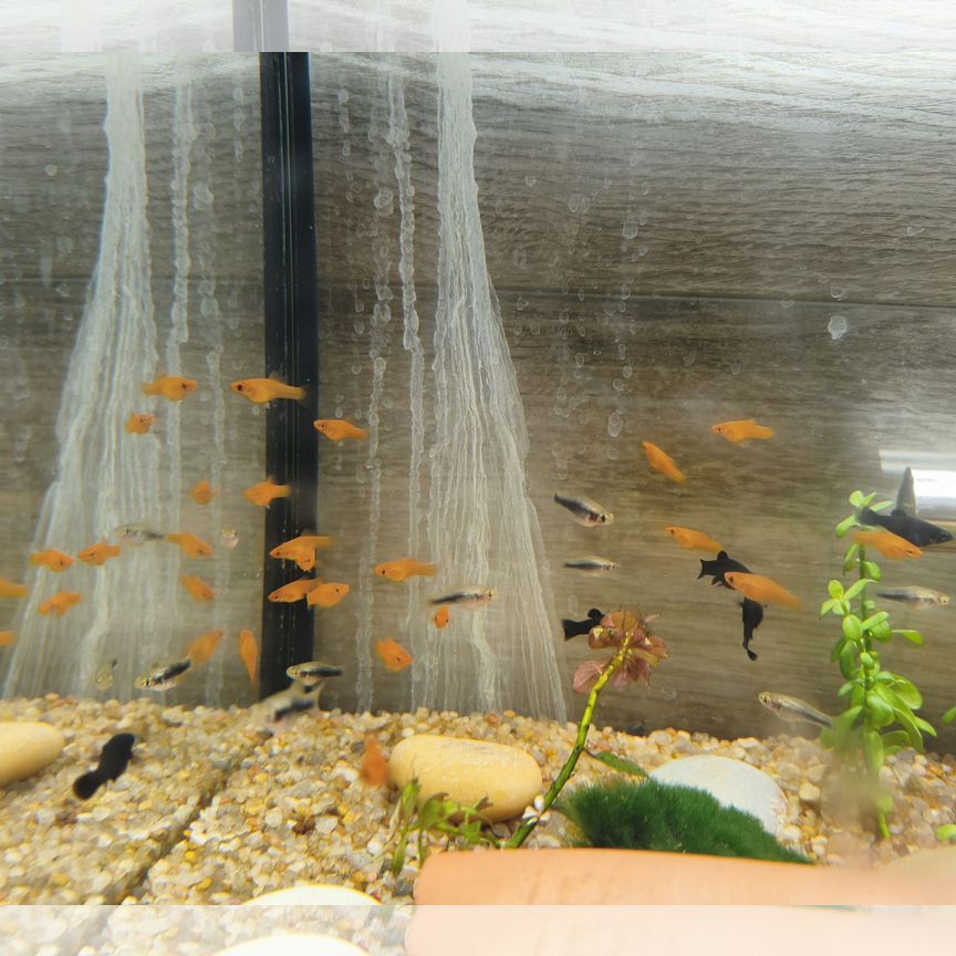 Меченосцы мальки 1.5 мес