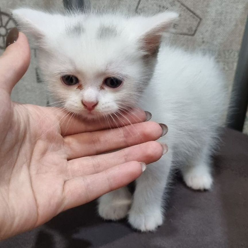 Отдам котенка в добрые руки