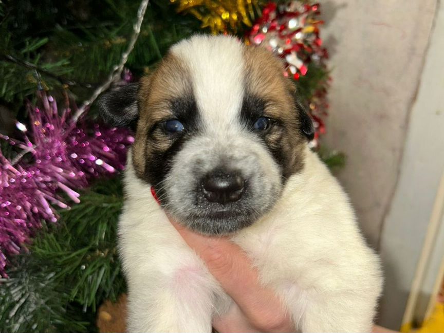 Щенки мальчики будут крупными