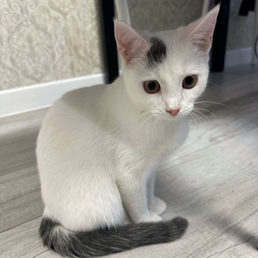 Отдам котенка в добрые руки девочка