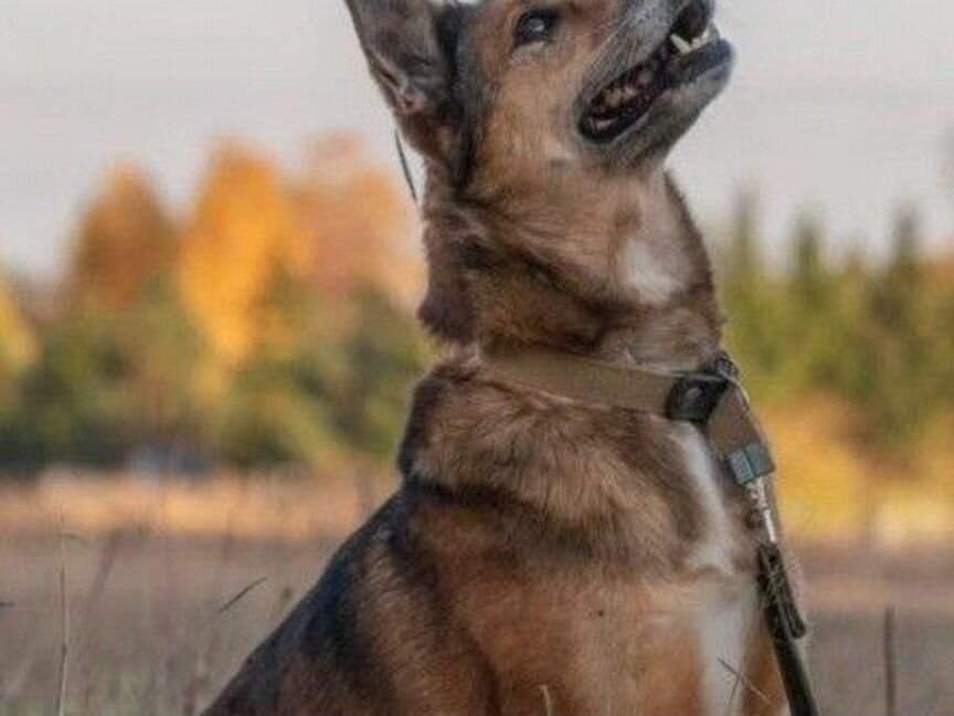 Всю жизнь в клетке и никогда с человеком