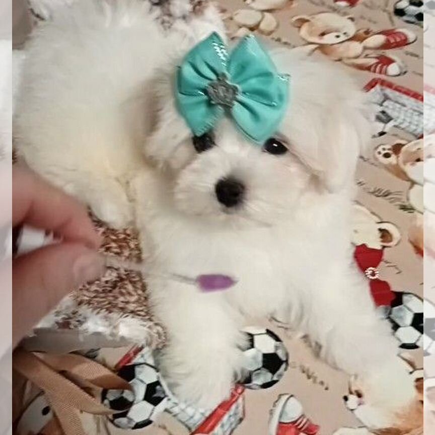 Мальтийская болонка, щенок