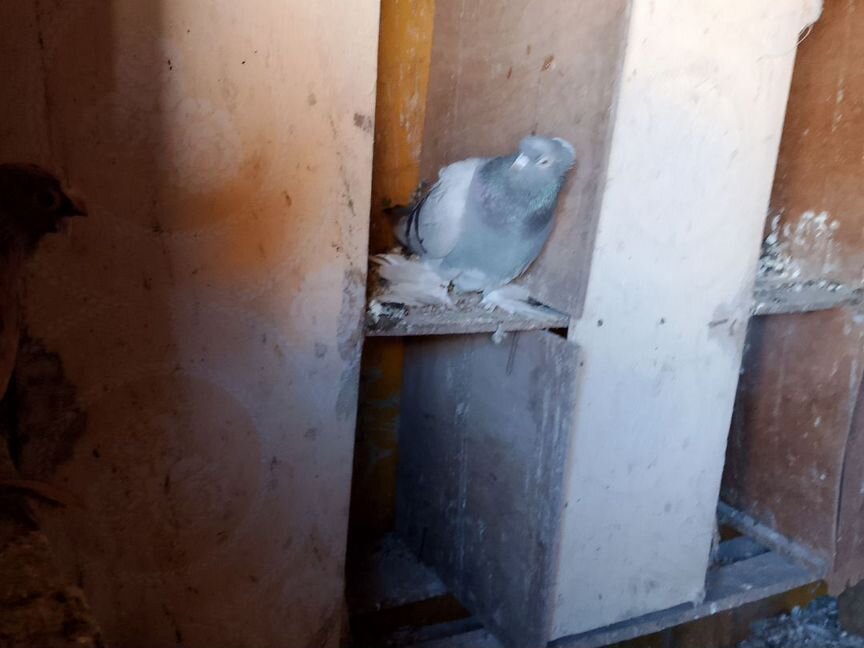 Продажа голубей