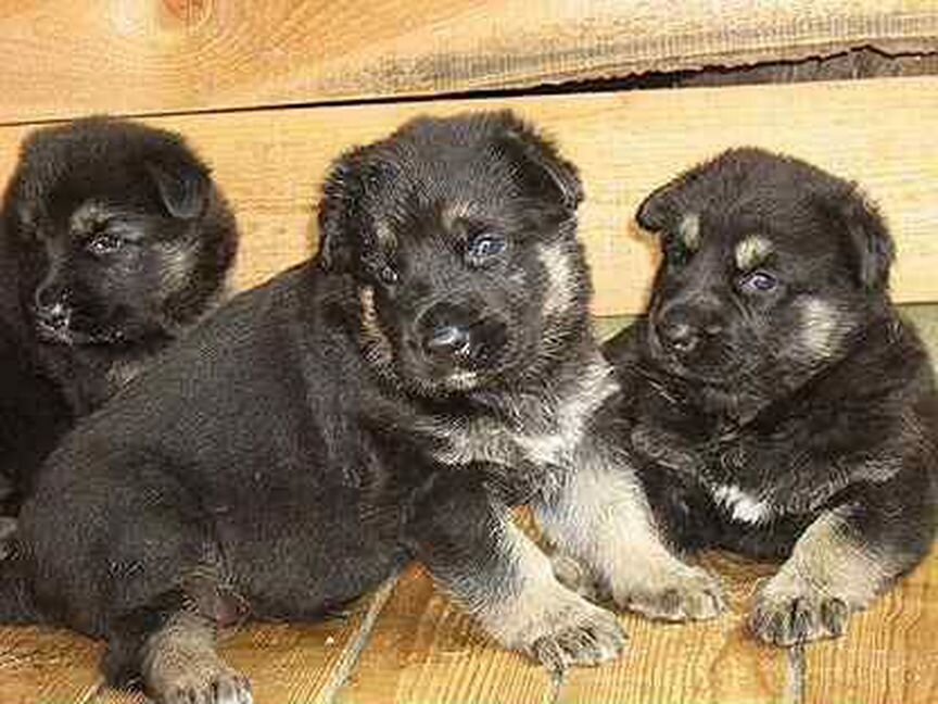 Вео- восточно-европейские овчарки -щенки