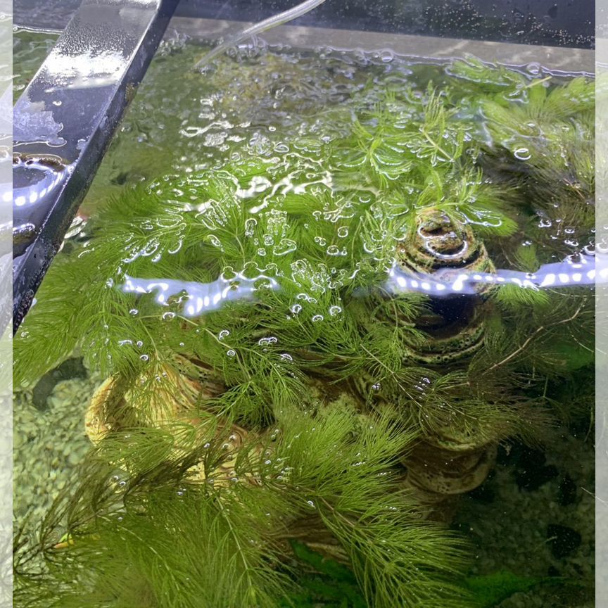 Отдам водоросли