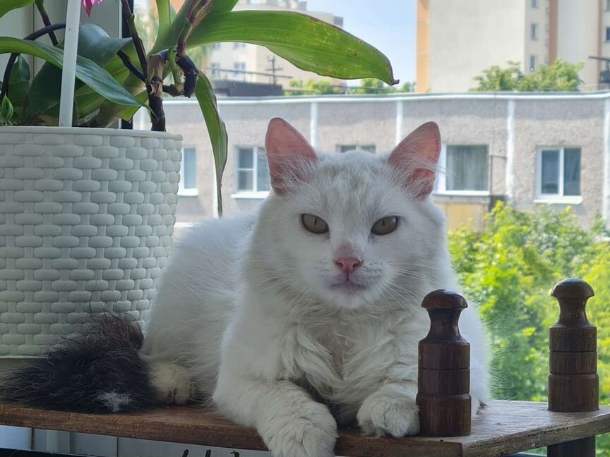 Котик