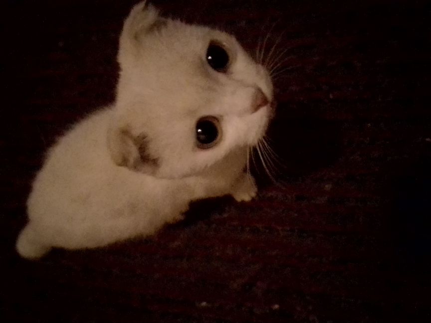Шотландский вислоухий котенок