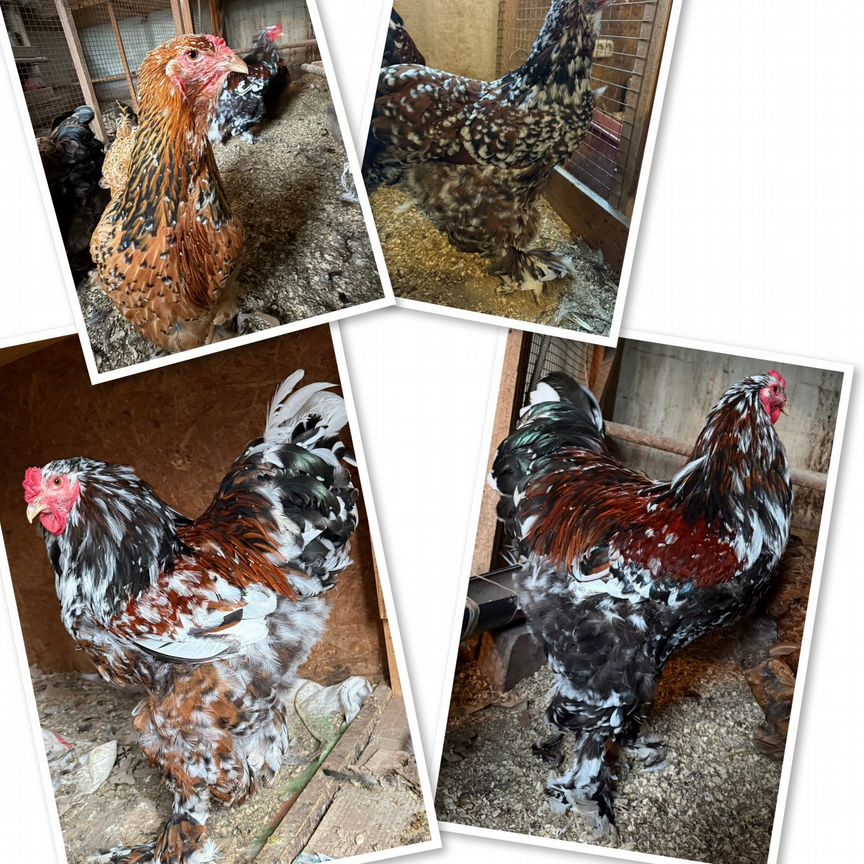 Инкуб. яйцо брама, бресс гальские, билефельдер