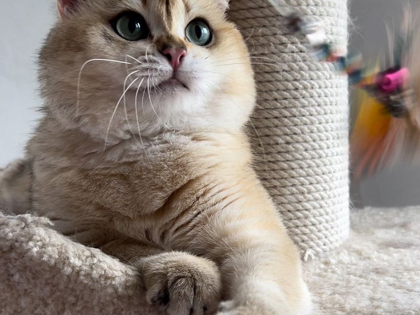 Золотая шиншилла