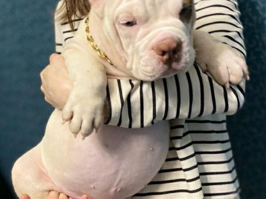 Американский булли