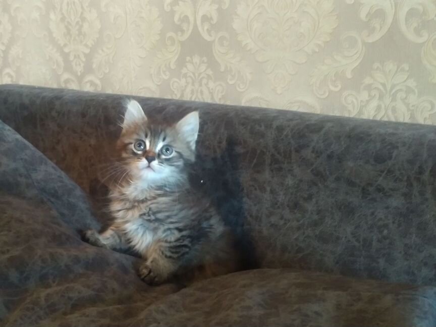 Озорные котята