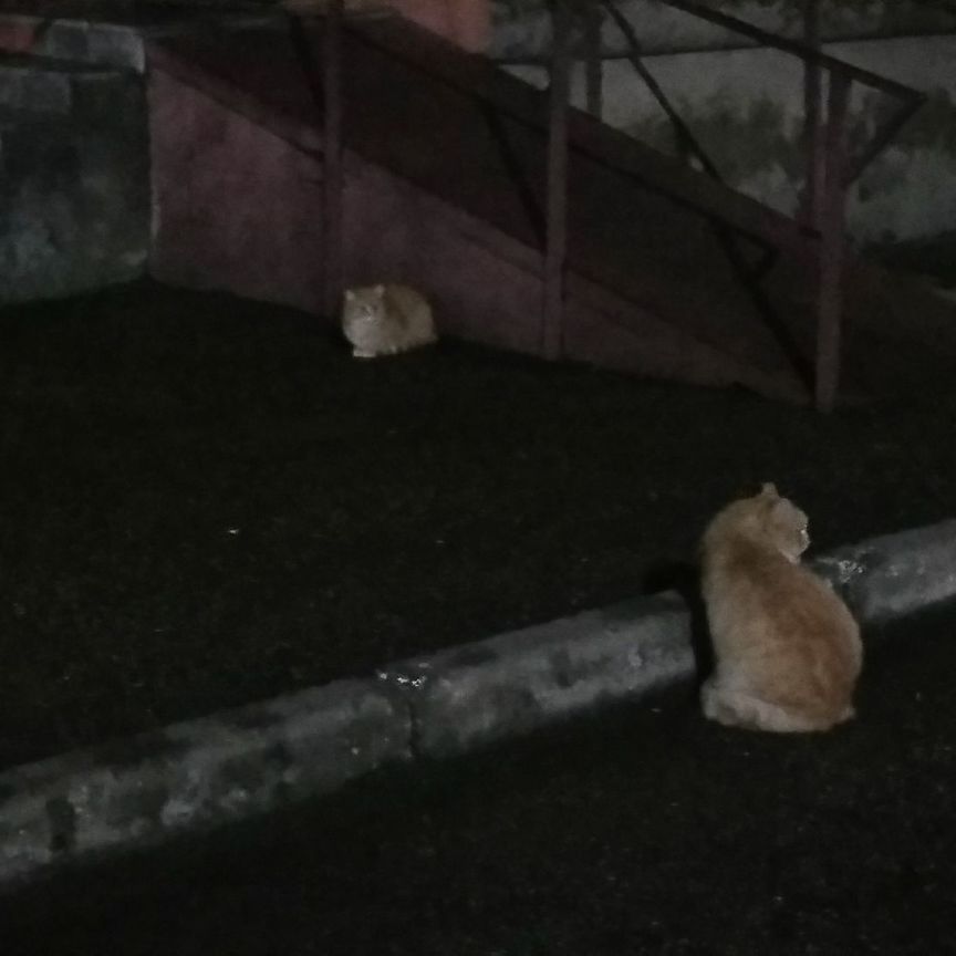 Кошки И их предназначение