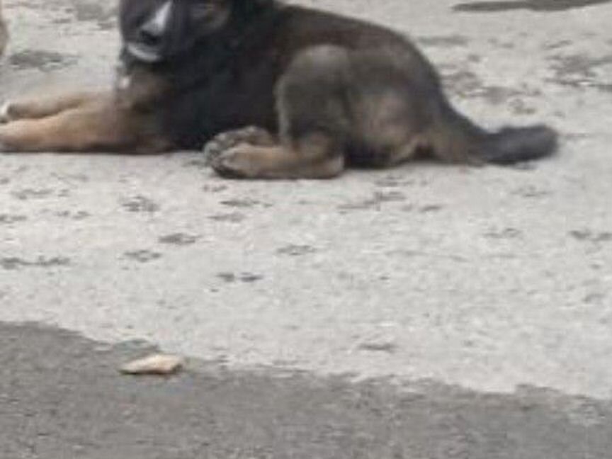 Щенки, вырастут средних размеров