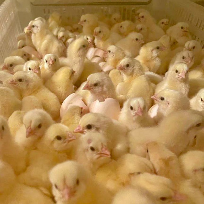 Бройлерные цыплята кобб 500 и росс 308