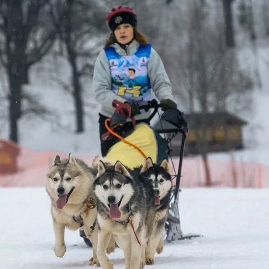 Упряжка хаски прикатанная