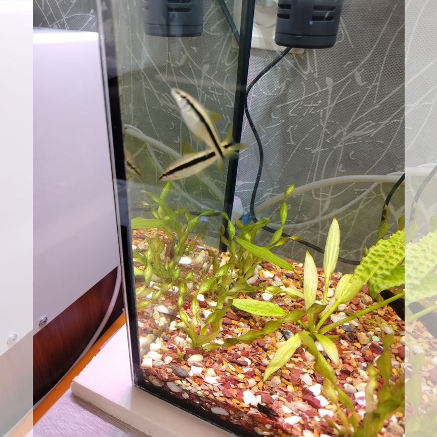 Сиамский водорослеед