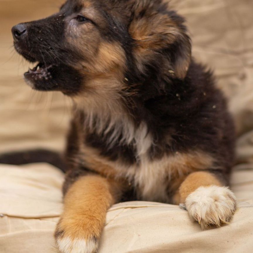 Щенок мальчик овчаристого окраса