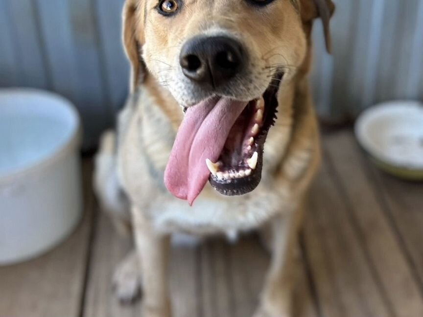 Собака Тоня в добрые руки