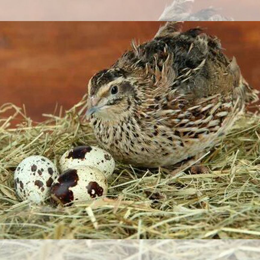 Перепелки несушки