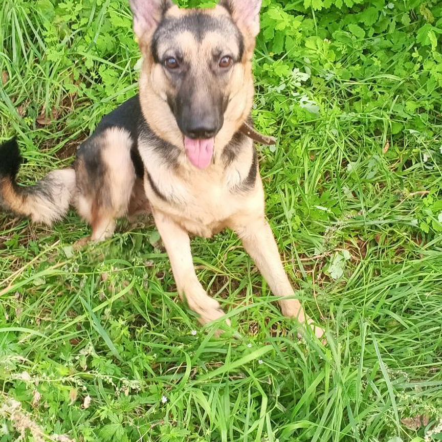 Немецкая овчарка