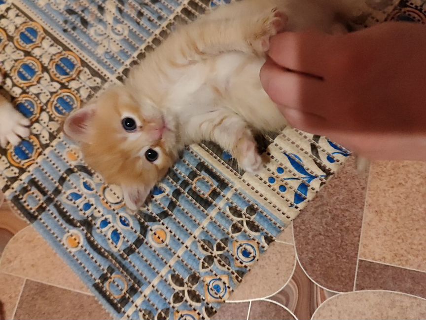 Котятки в самые добрые руки