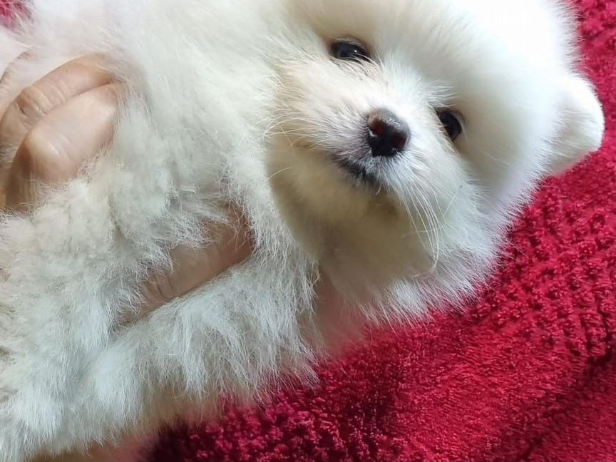 Шпиц Мини мишка